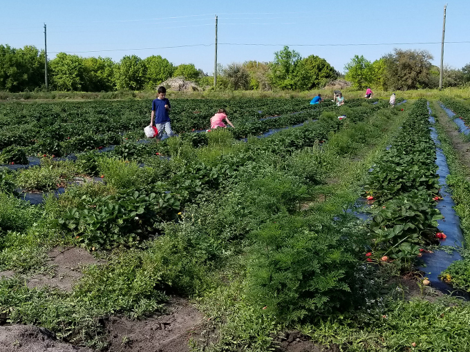 countryside family farms 3