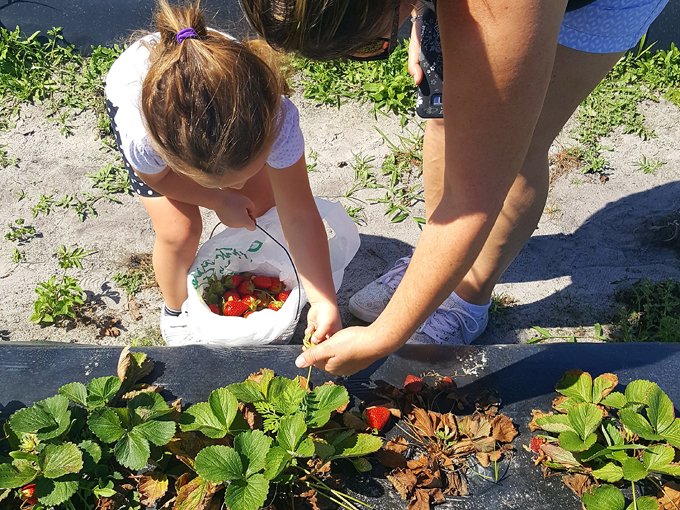 countryside family farms 5