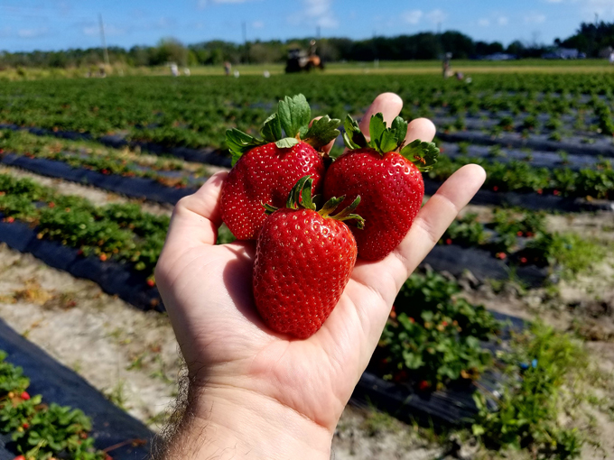 countryside family farms 6