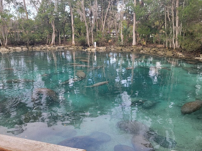 crystal river preserve state park 2