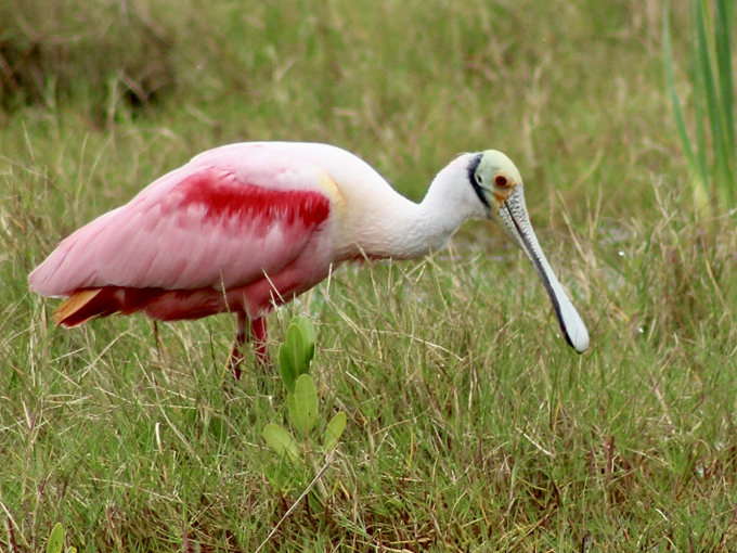 crystal river preserve state park 5