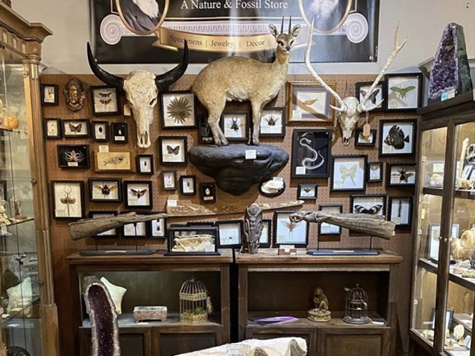 darwin and wallace a nature fossil store 1