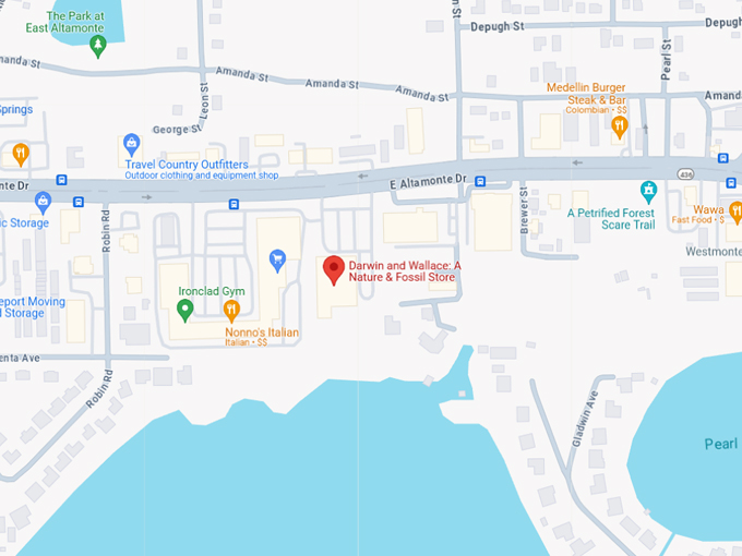 darwin and wallace a nature fossil store 10 map