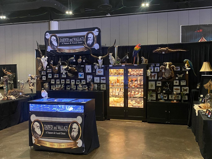 darwin and wallace a nature fossil store 2