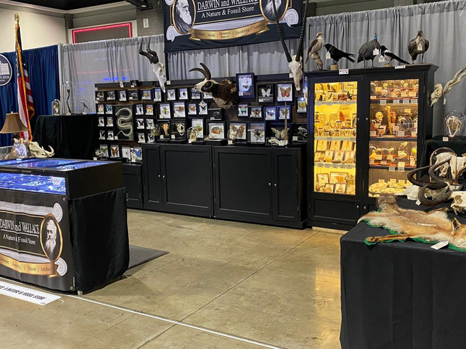 darwin and wallace a nature fossil store 3