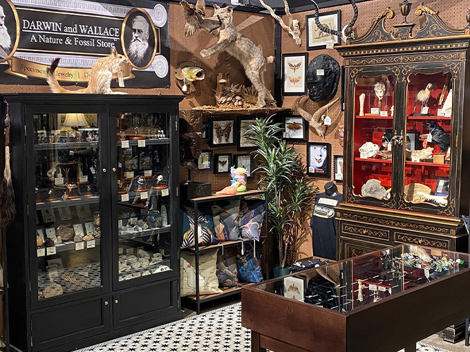 darwin and wallace a nature fossil store 5