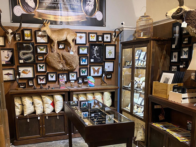 darwin and wallace a nature fossil store 6