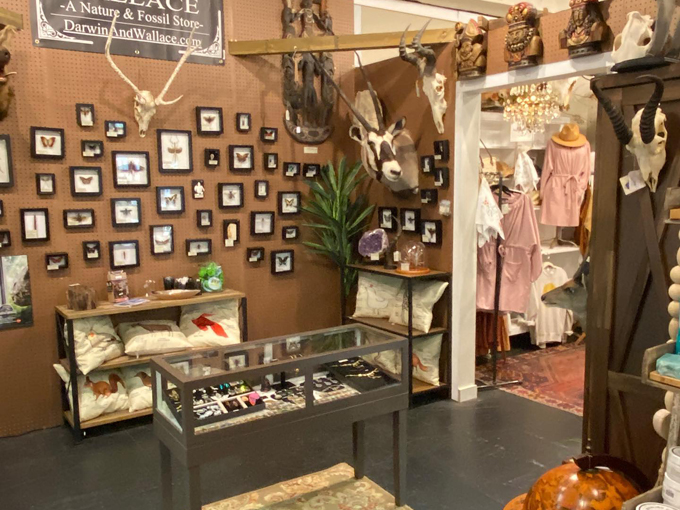 darwin and wallace a nature fossil store 7