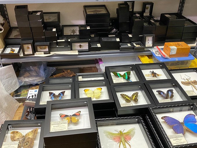 darwin and wallace a nature fossil store 8