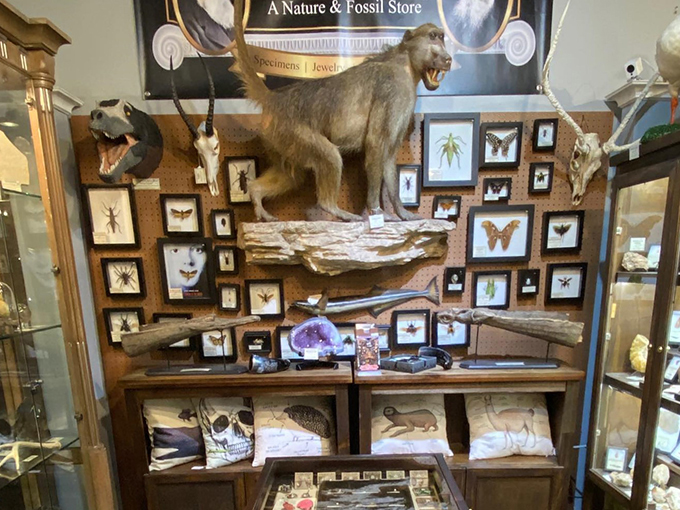 darwin and wallace a nature fossil store 9