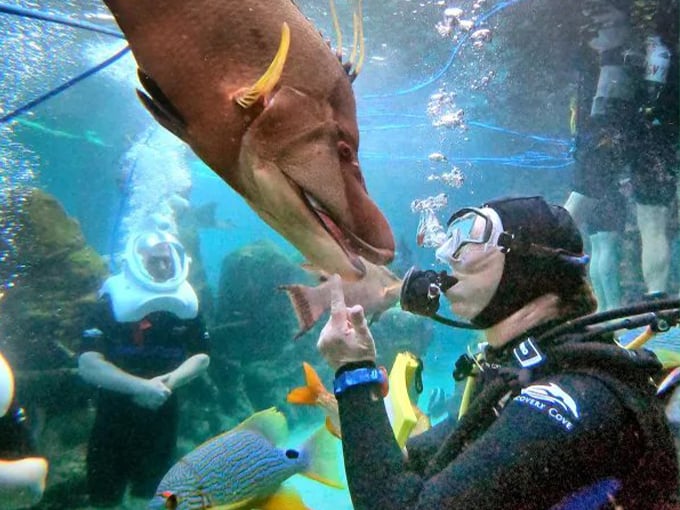 discovery cove orlando 3