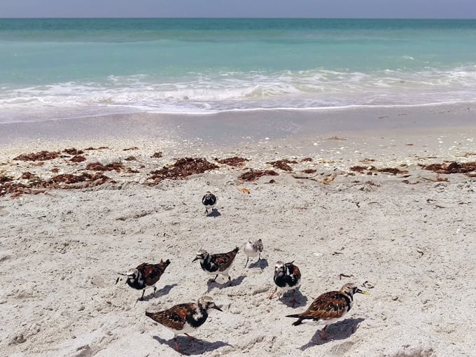 don pedro island state park 5