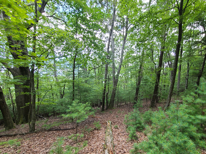 dummett sugar mill ruins 8