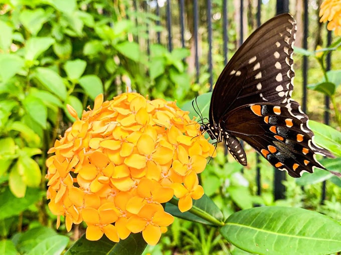 dunlawton sugar mill gardens 3