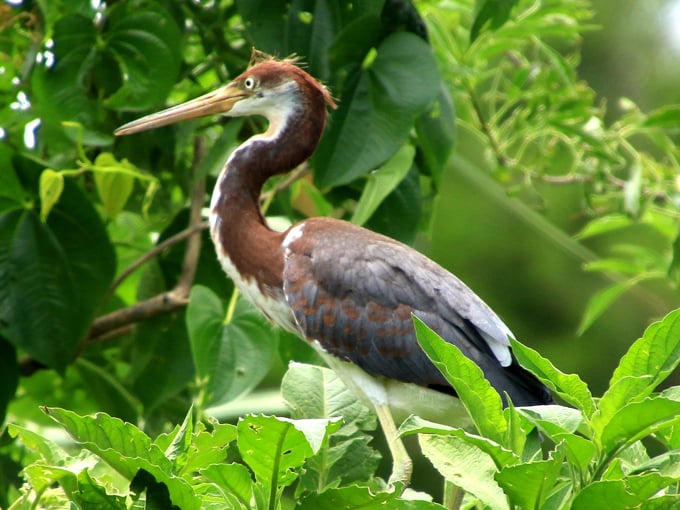 dupuis jr. wildlife and environmental area 6