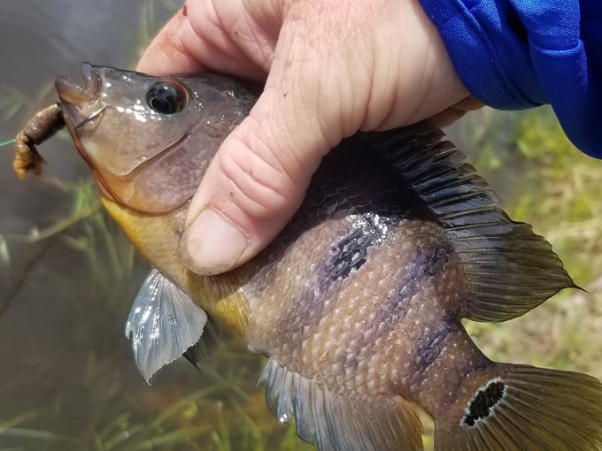 dupuis jr. wildlife and environmental area 8