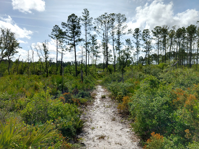 etoniah creek state forest 2