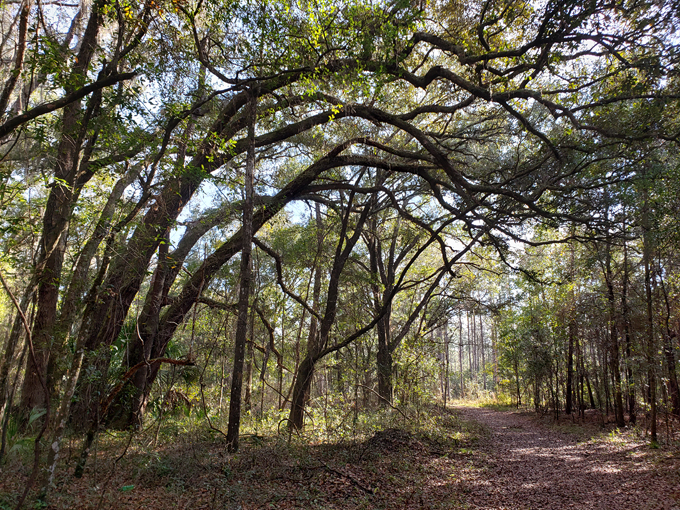 etoniah creek state forest 3