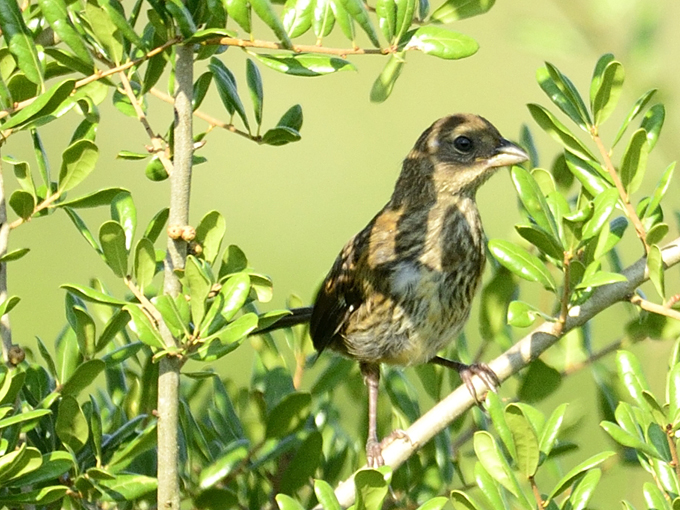 etoniah creek state forest 5