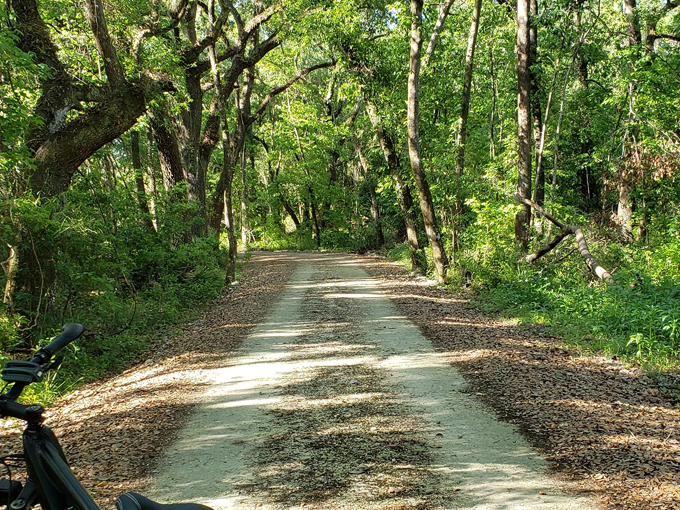 etoniah creek state forest 6