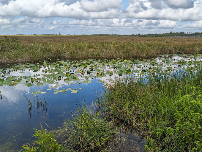 everglades national park 2