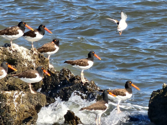 everglades national park 4
