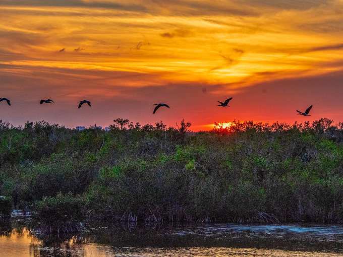 everglades national park 7