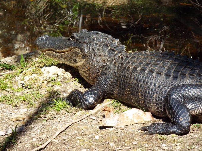 fakahatchee strand preserve state park 4