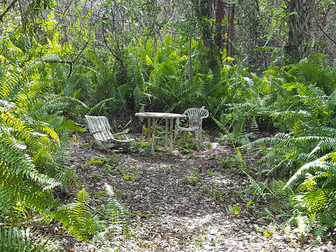 fakahatchee strand preserve state park 5