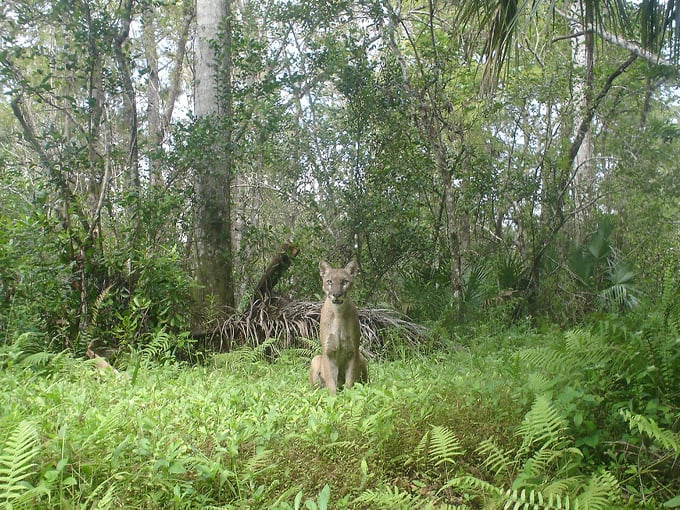 fakahatchee strand preserve state park 6