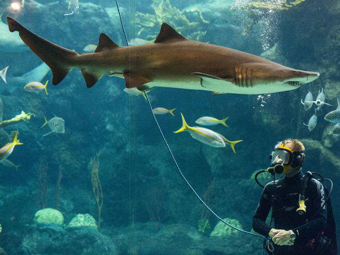 florida aquarium 7