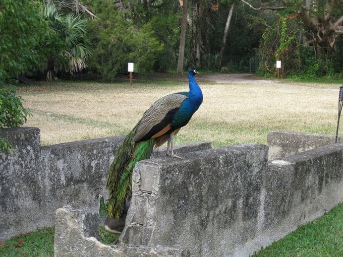 fountain of youth archaeological park 7