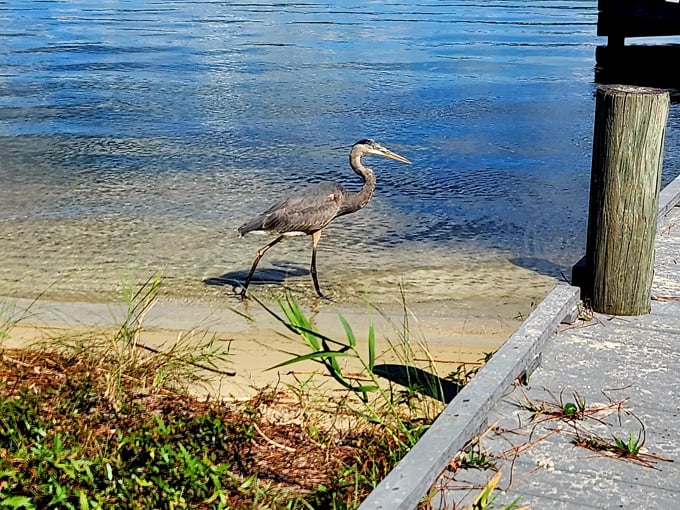 fred gannon rocky bayou state park 5