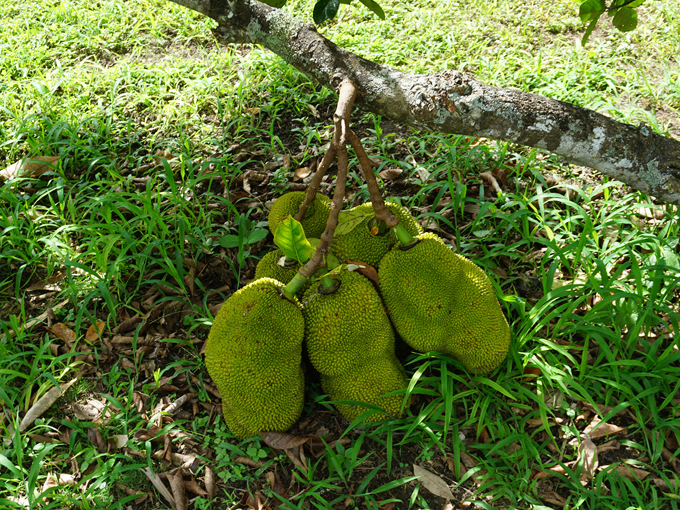 fruit and spice park 6