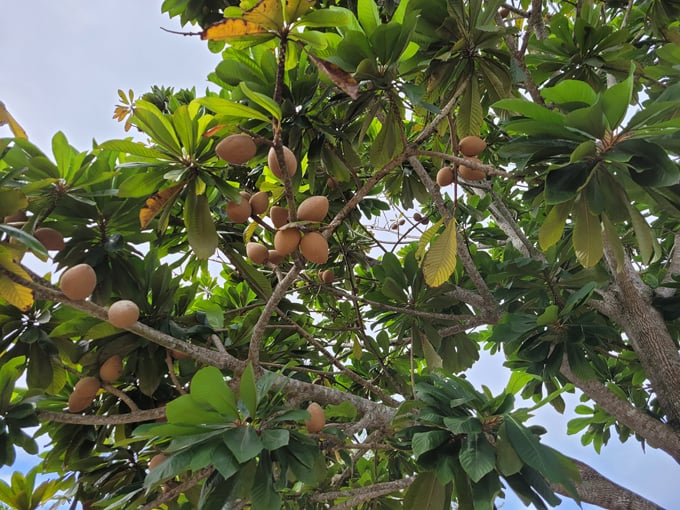 fruit and spice park 7