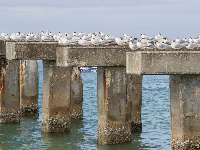 gasparilla island state park 7