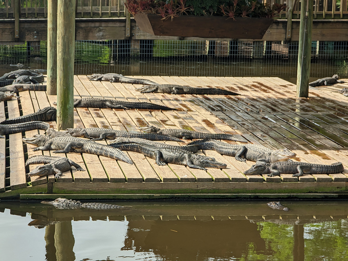 gatorland 5