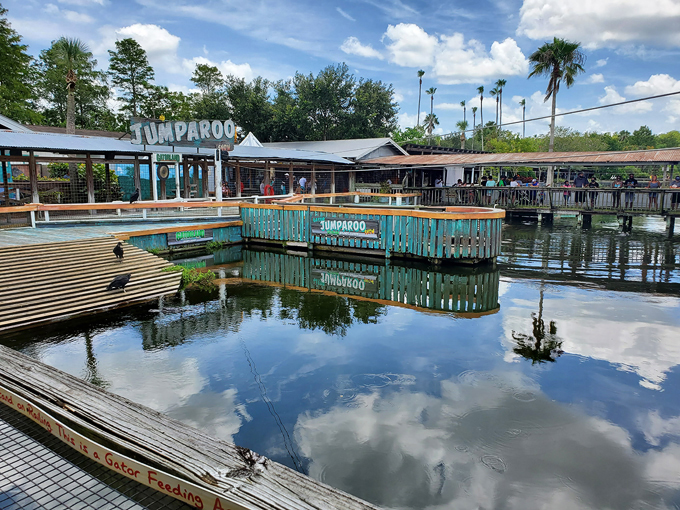 gatorland 6