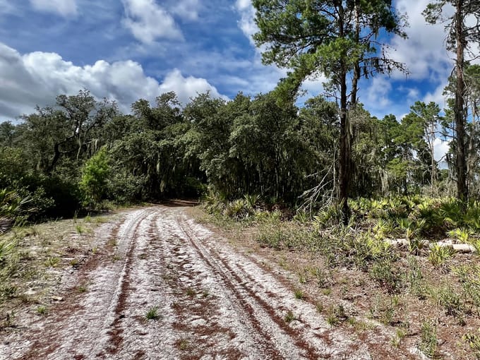 golden aster nature preserve 1