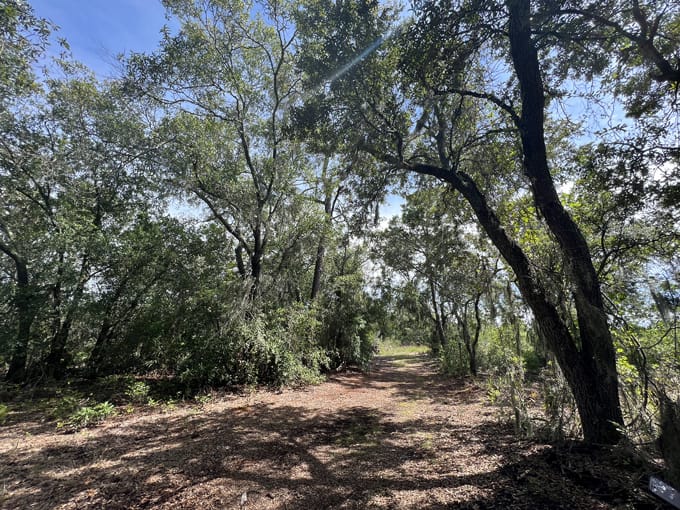 golden aster nature preserve 2