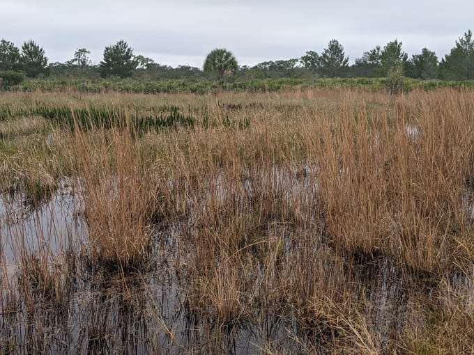 golden aster nature preserve 4