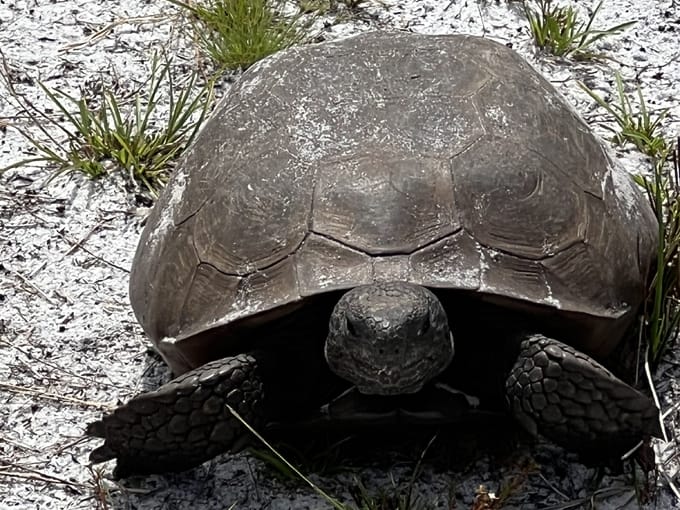 golden aster nature preserve 5