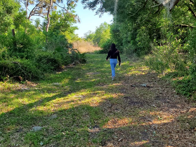 golden aster nature preserve 7