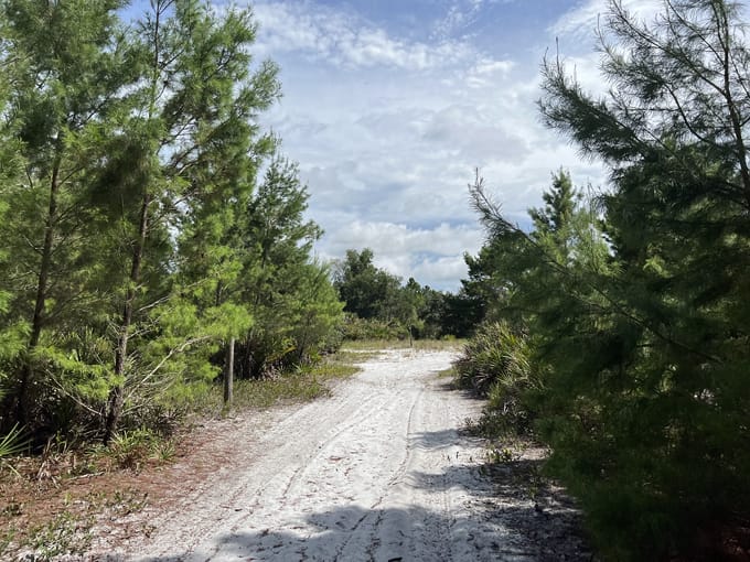 golden aster nature preserve 8