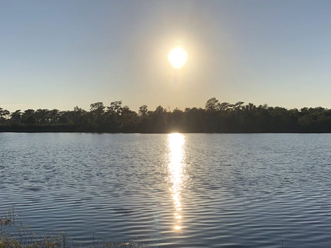 golden aster nature preserve 9