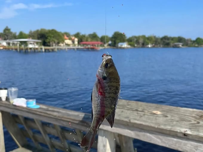 green cove springs marina 5