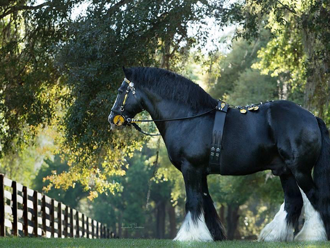 gypsy gold horse farm 1