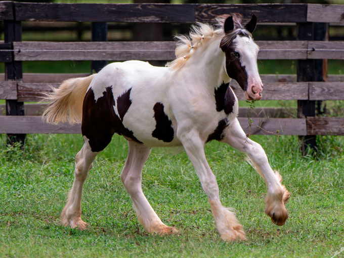 gypsy gold horse farm 3