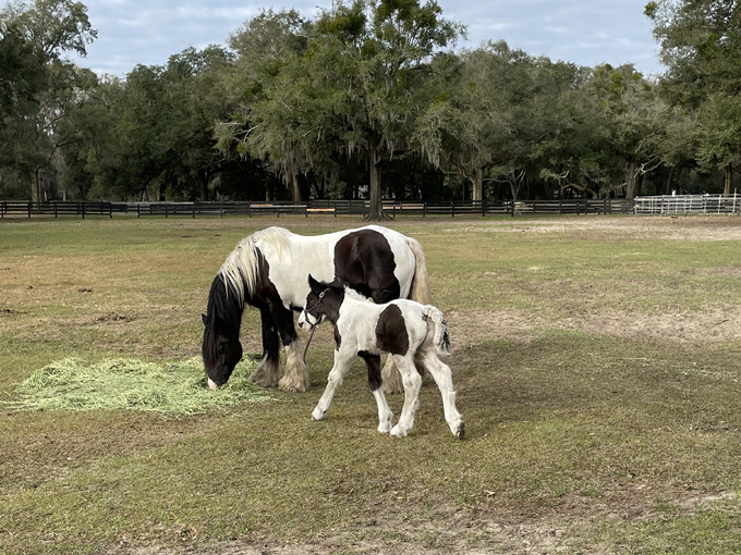 gypsy gold horse farm 4