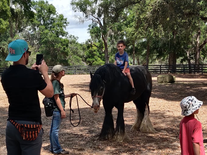 gypsy gold horse farm 5